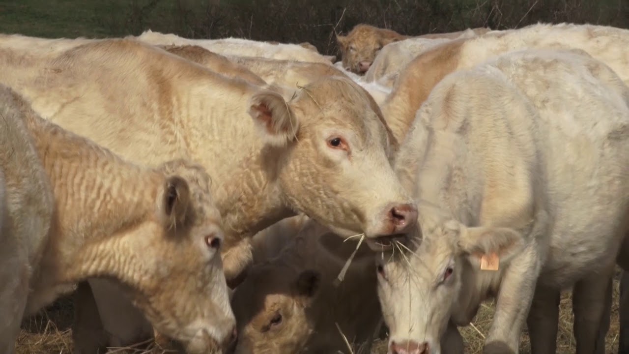 Raising Charolais Cattle