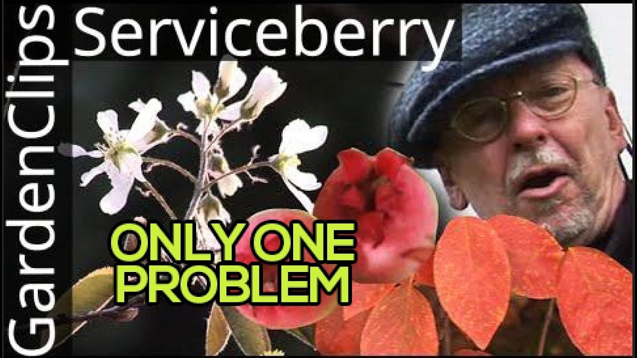 Serviceberry: ALMOST PERECT 4 Season Native Tree with One Flaw - Shadbush (Amelanchier)