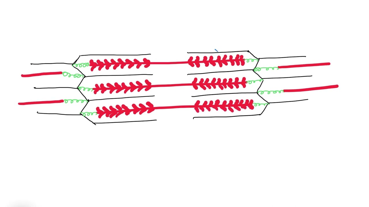TOPIC 11.2 SKILL 2 DRAWING LABELED DIAGRAM OF STRUCTURE OF SARCOMERE