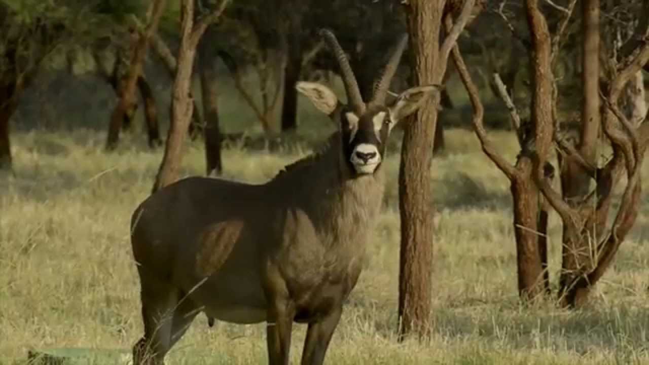 Cottondale Roan Antelope