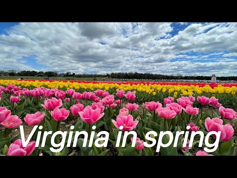 Tulip Farm Near Me in Virginia: Burnside Farms in Nokesville