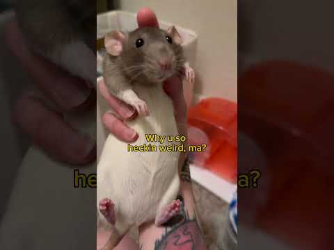 A good pet rat tolerates their human β€οΈ #rats #petrat