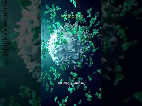 Virus trapped by Antibodies: Clash of the Titans #biology