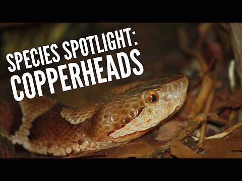Copperhead Quick Facts! | How To Identify A Copperhead