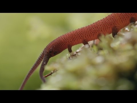 Creepy Velvet Worms Entangle Their Prey In Slime