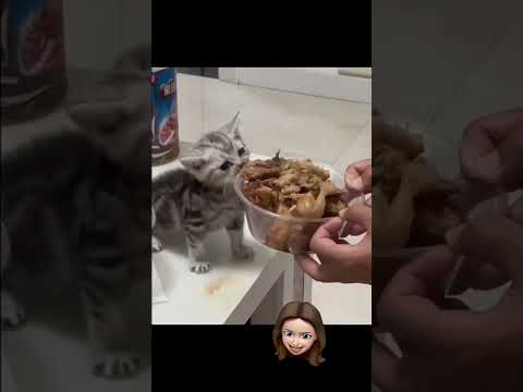 Omnomnom funny cats video #cat #catsrule #funnycats #funny #talkingcats #funnycat #animals