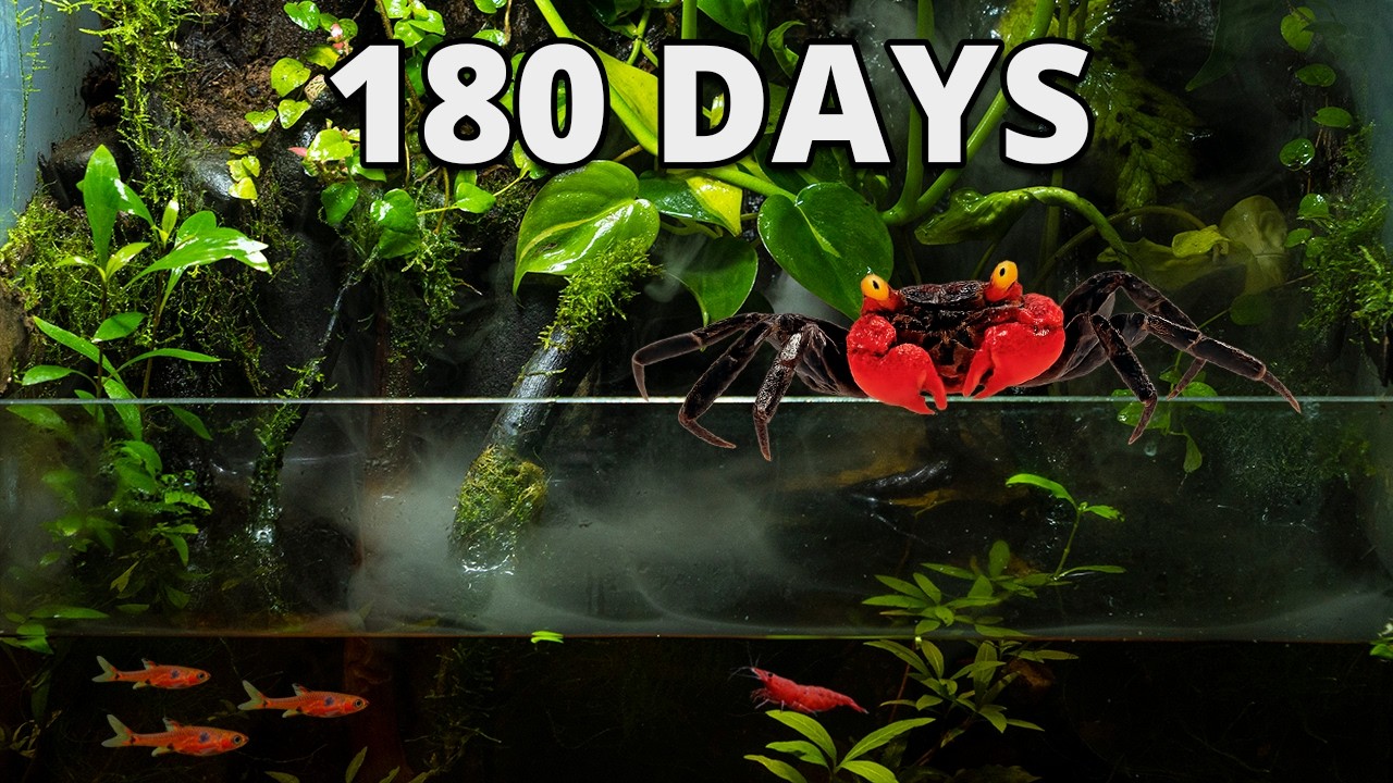 I Built a Rainforest Ecosystem. 180 Days Later THIS Happened!