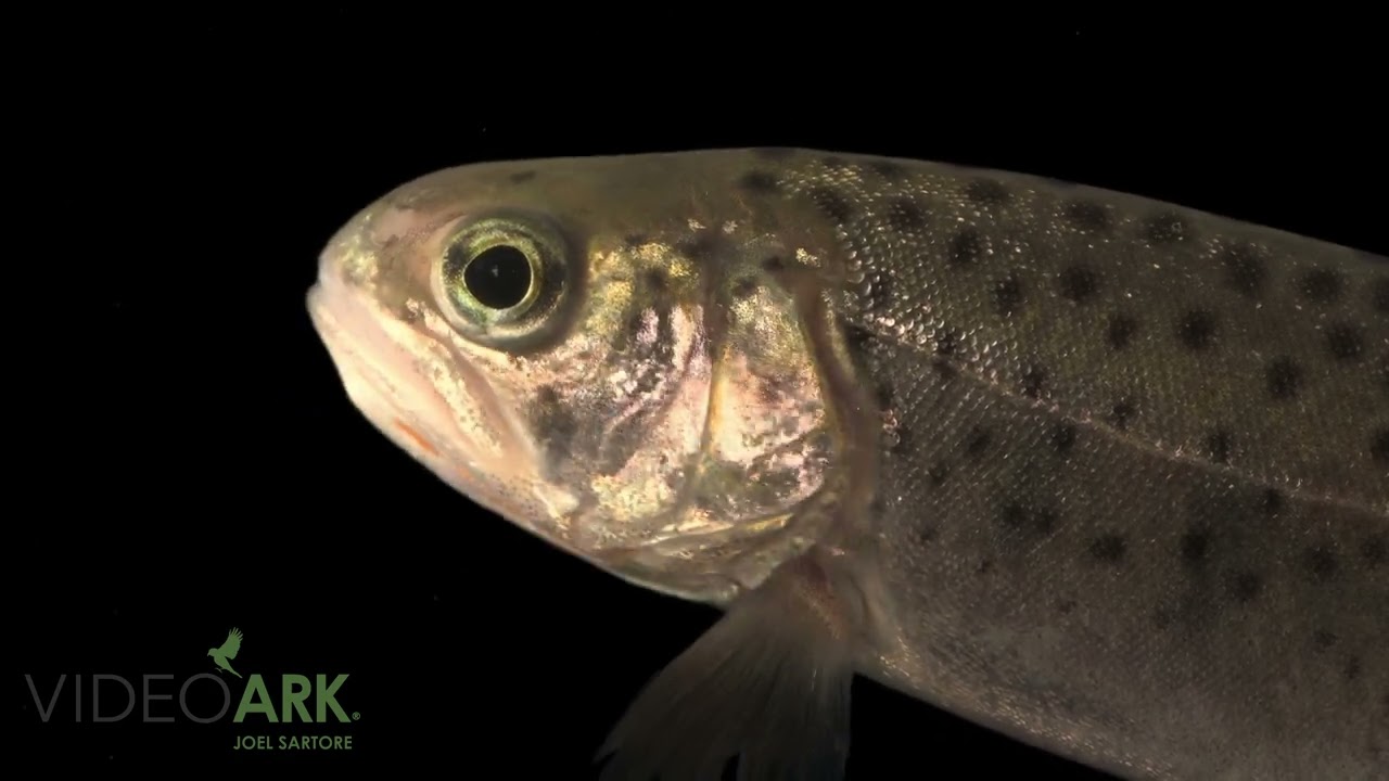 A Bonneville cutthroat trout (Oncorhyncus clarkii utah) at Dan Speas Fish Hatchery in Capser, WY.
