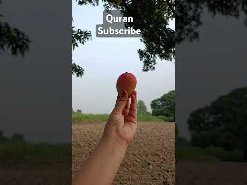 quran urdu translate #youtube#islam#qurantranslation#youtubeshorts#mango#nature