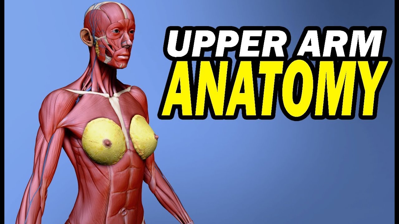 Understanding the Muscles of the Upper Arm - Anatomy for Artists