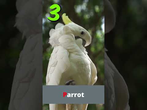 Animal names in English starting with the letter P