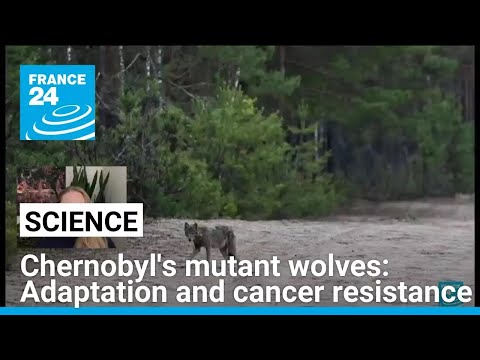 Chernobyl’s Mutant Wolves – This is Not Cool
