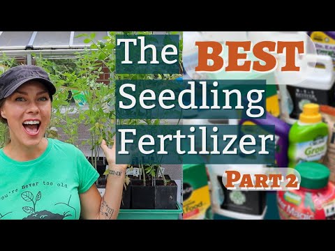 What is the Best Fertilizer for Seedlings? Test #2
