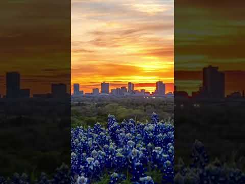 Bluebonnet sunset in Fort Worth. #bluebonnets #wildflowers #fortworth #texas #sunset #timelapse