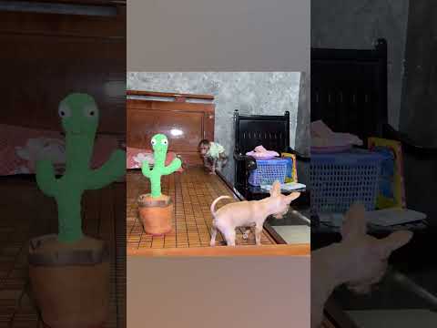 Baby monkey NANA is curious about the scary cactus #monkey #monkeybaby #smartmonkey #shorts #animals