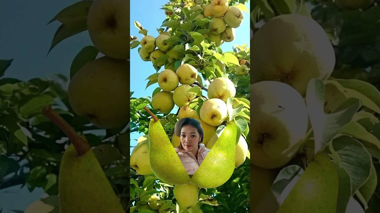 bocil buah pir // Pears Fruit #meme #lucu #healthyfruits #viral #pear #trend