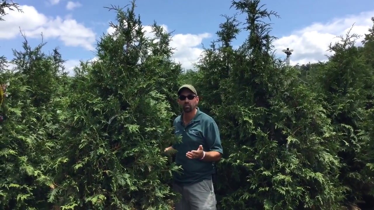 Plant of the Week: Green Giant Arborvitae