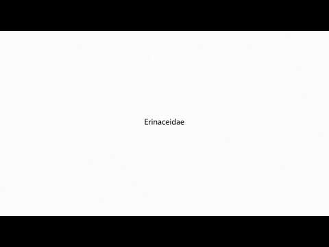 Erinaceidae PRONUNCIATION