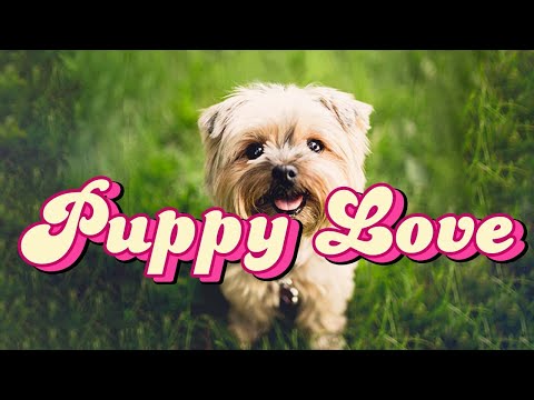 What's the meaning of "Puppy Love" in relationships?