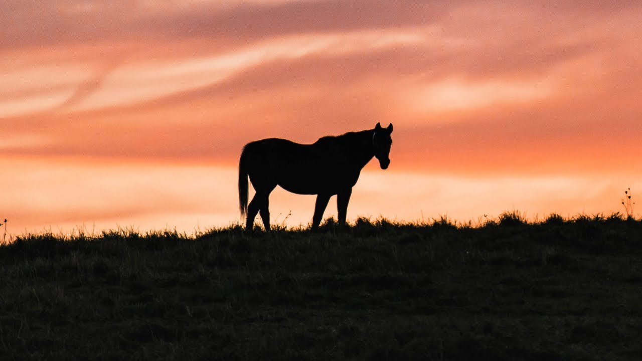 The Reanimated 2 Cheatsheet