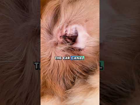 The Hidden Triggers of Dog Ear Infections! Why Floppy Ears Are More at Risk #shorts