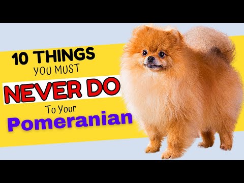 10 Things You Must Never Do to Your Pomeranian