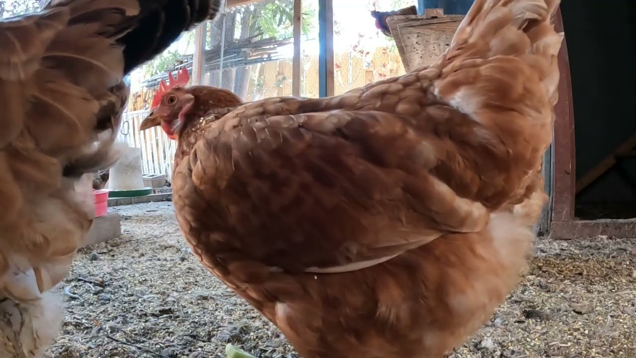 Backyard Chickens Long Relaxing Video Sounds Noises Hens Clucking Roosters Crowing!