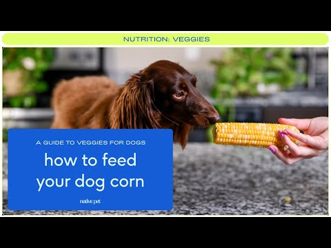 Is Corn Bad For Dogs? | Can Dogs Eat Corn Cobs? | Can Dogs Eat Corn?