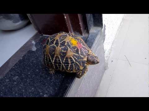 Kachbo- Pet Tortoise Yellow Color કાચબો turtle – AlkaGohel