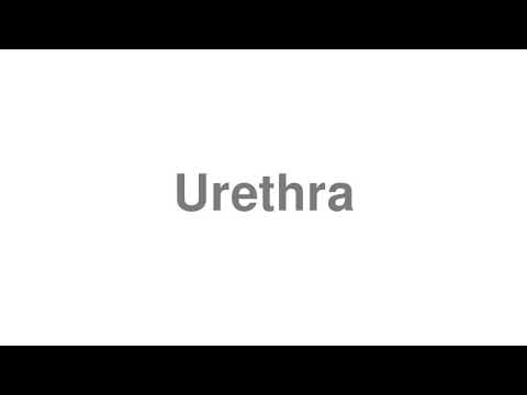 How to Pronounce "Urethra"