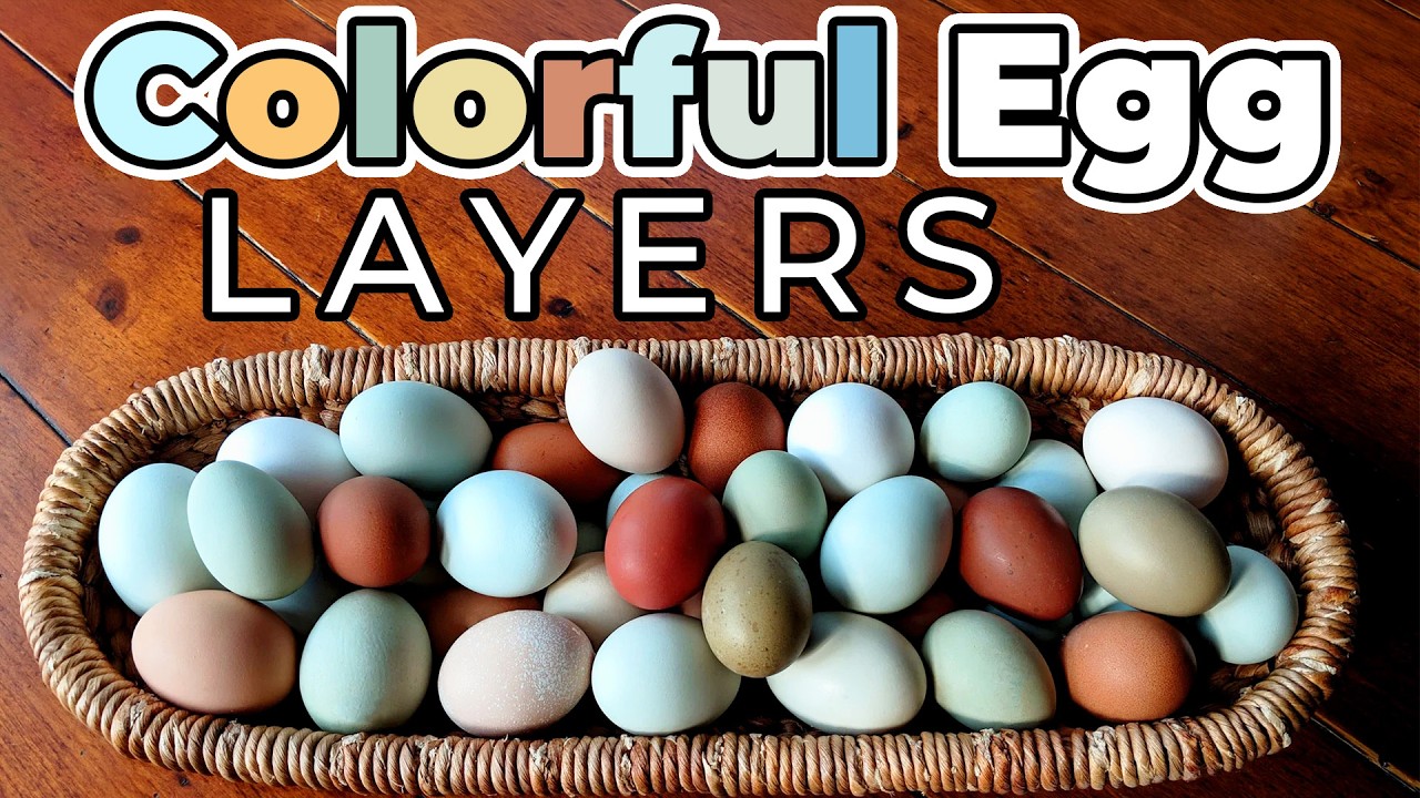 These Chicken Breeds Lay The Most INSANE Colored Eggs