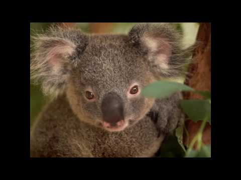 Research: Australian scientists have cracked the genetic code of koalas