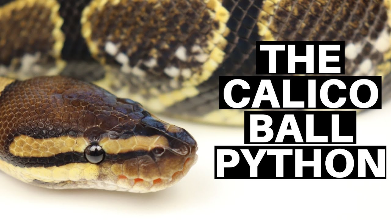 Morph Guide #8: The Calico Ball Python - Benjamin's Exotics