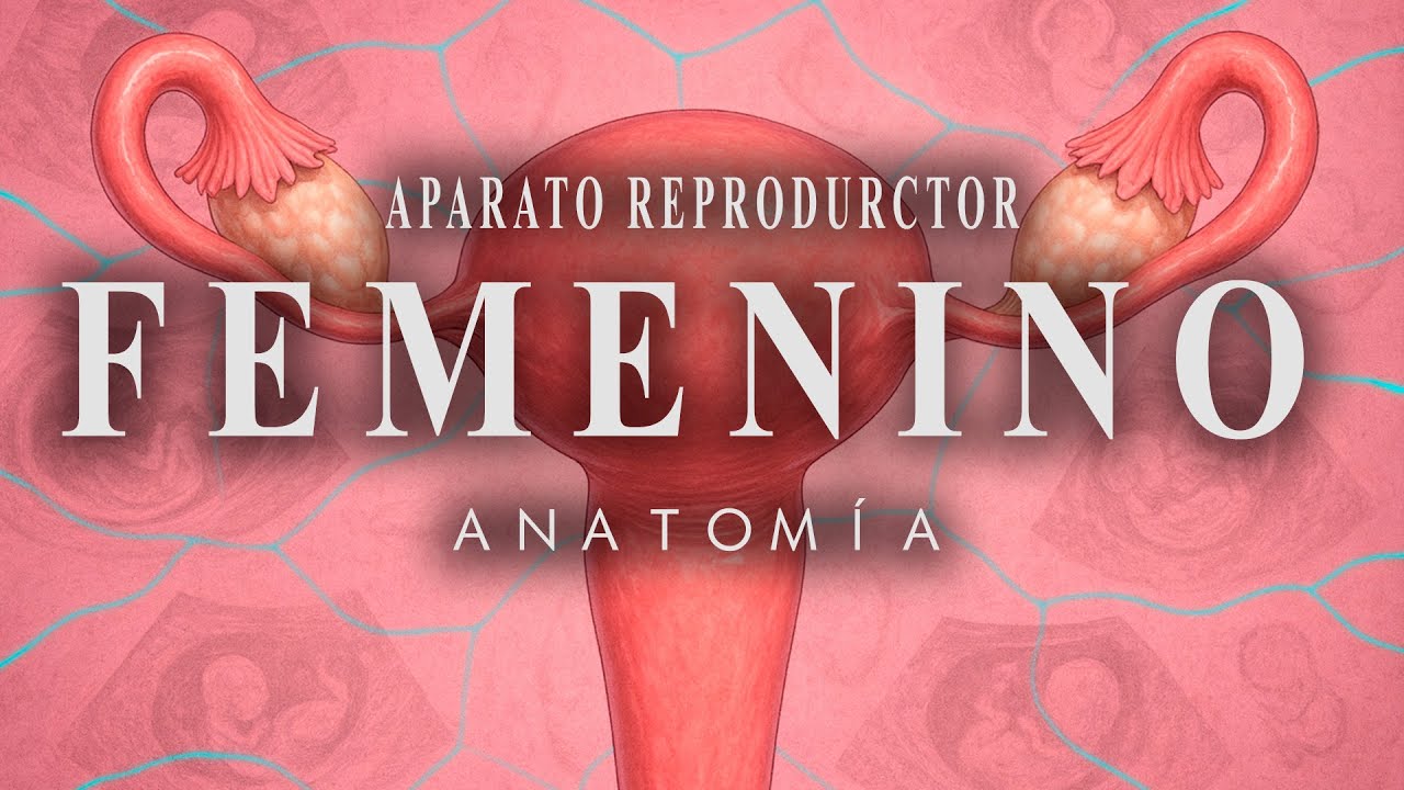 ANATOMÍA - UTERO, V4GINA Y TUBAS UTERINAS ¡TODO LO QUE NECESITAS SABER!
