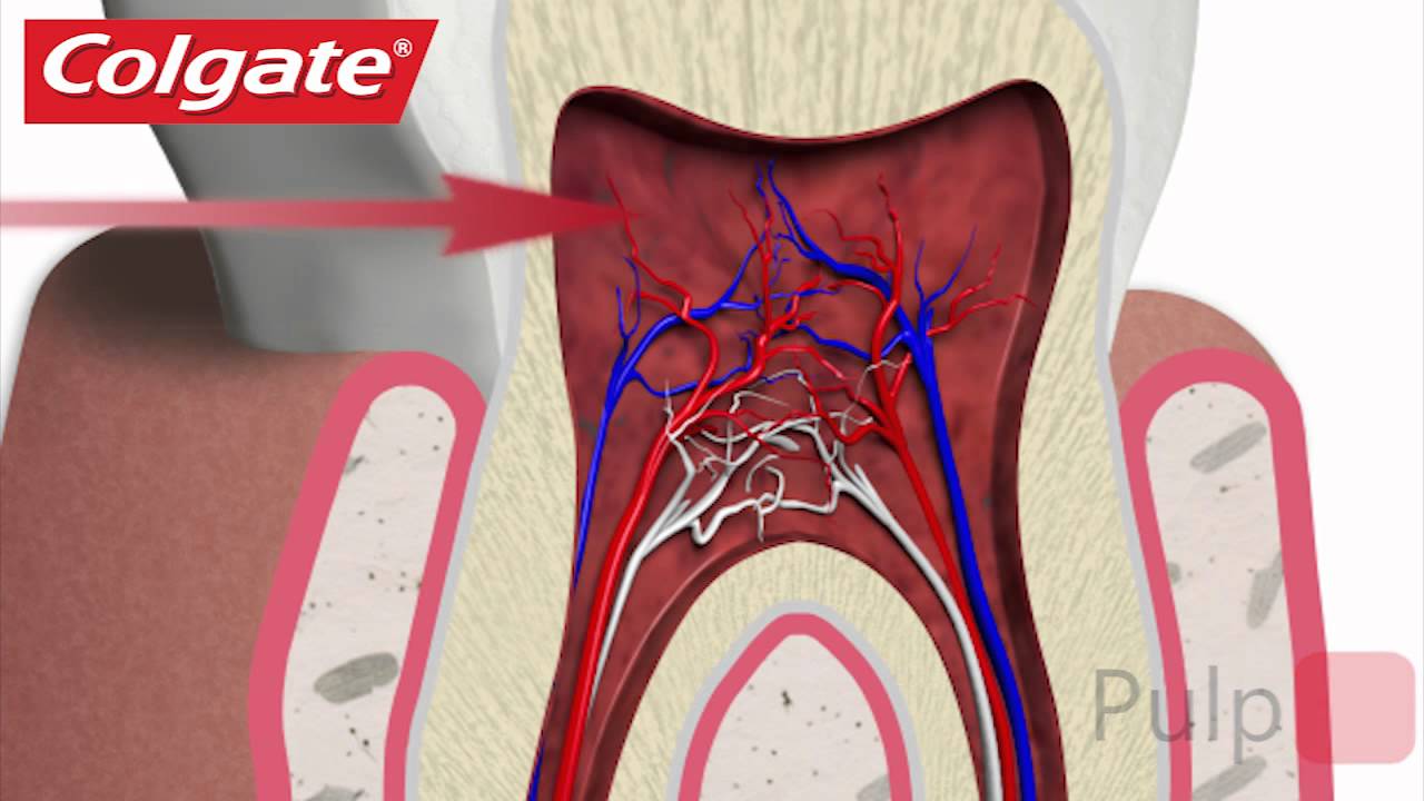 Your Teeth Explained by Colgate