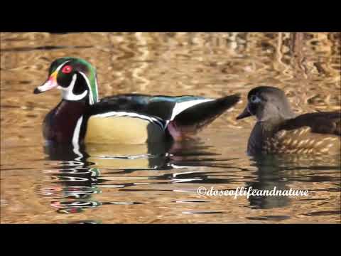 Wood Duck - Flamboyant Male and Subtly Iridescent Female #woodduck