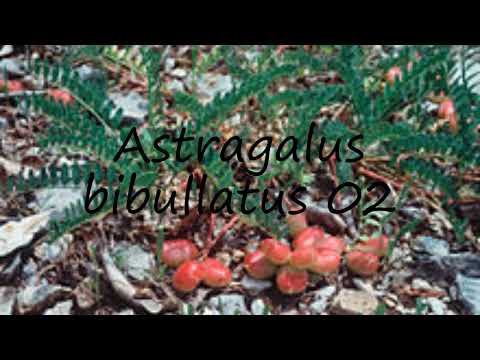 How to pronounce Astragalus bibullatus 02 in English?