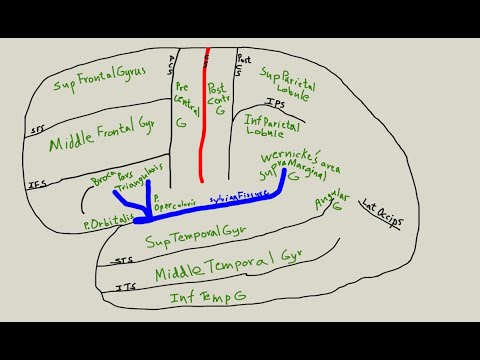 Brain anatomy for medical students & residents. rerun