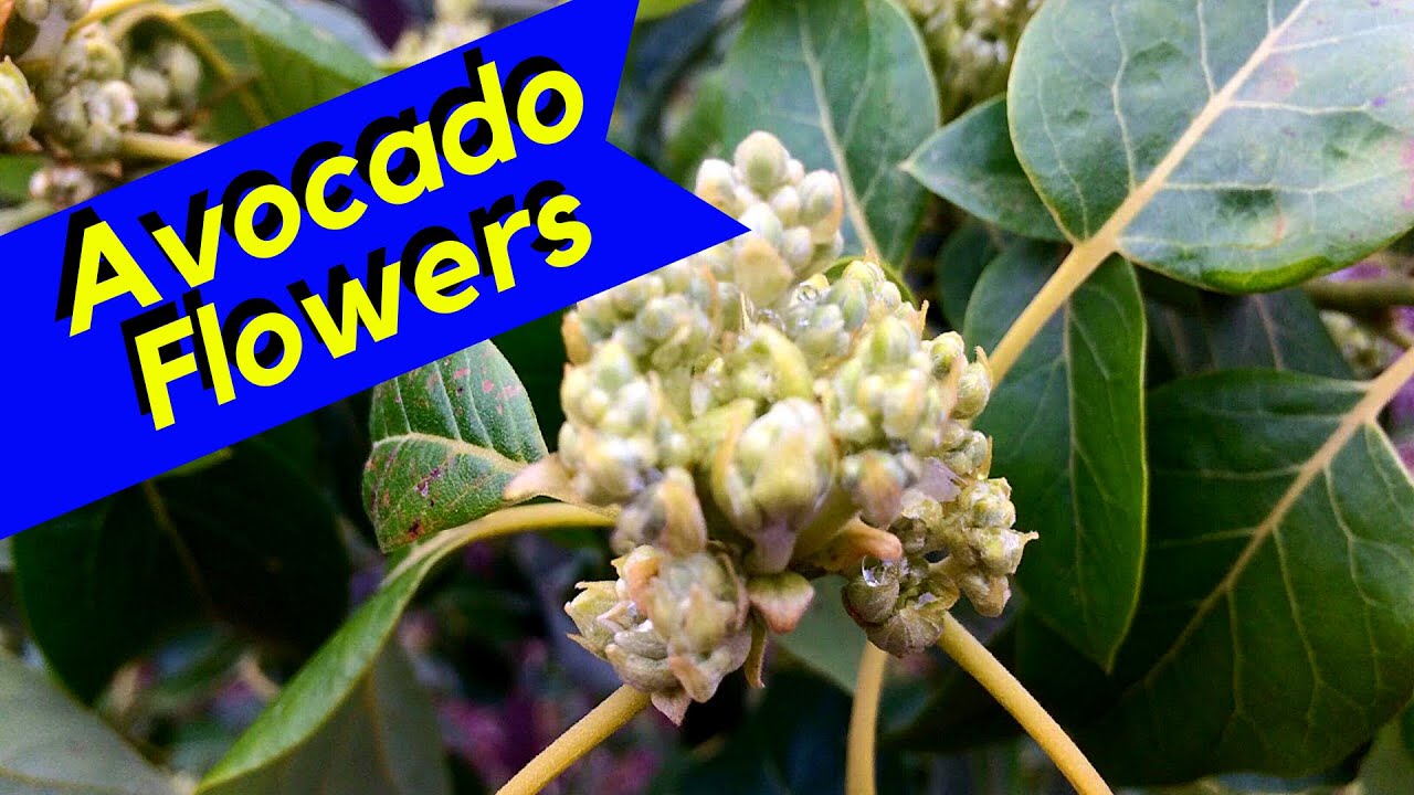 Mexicola Avocado Flowers (WOW)