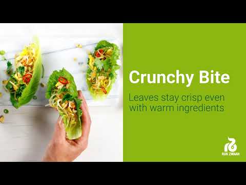 Chicarita RZ - Crunchy Lettuce