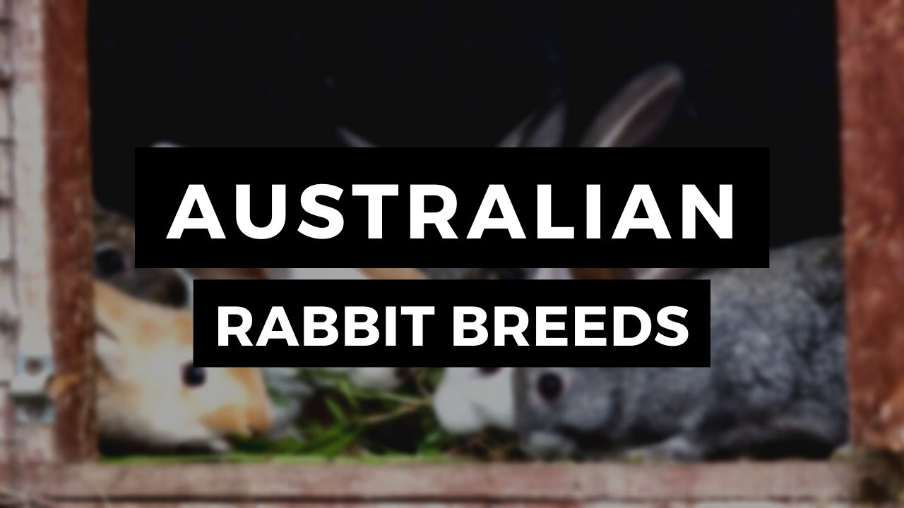 5 Australian Rabbit Breeds