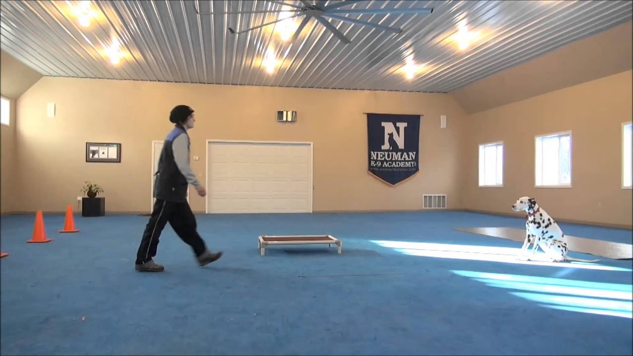 Sam (Dalmatian) Boot Camp Dog Training
