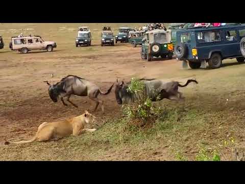Ozzy Man Reviews: Indecisive Lioness Hunting