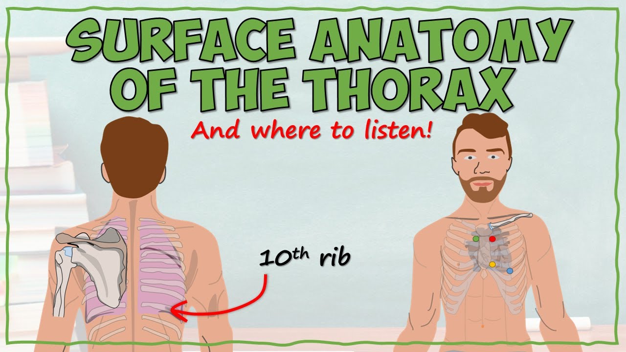 Surface Anatomy of the Thorax