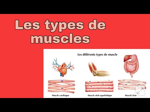 types de muscles