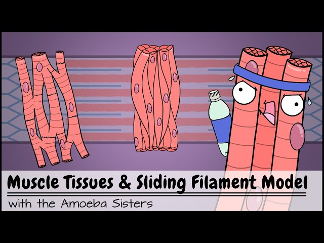 Understanding Muscle Tissues and the Sliding Filament Model of ...