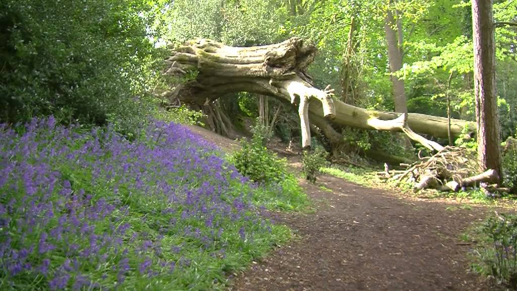 Wildflowers of the Woods | Abbie Barnes