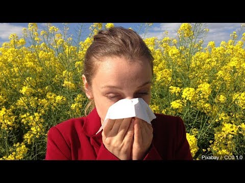 Local doctors say allergy symptoms are their chief complaint