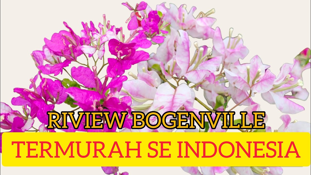 REVIEW BOGENVILLE TERMURAH SEINDONESIA!!