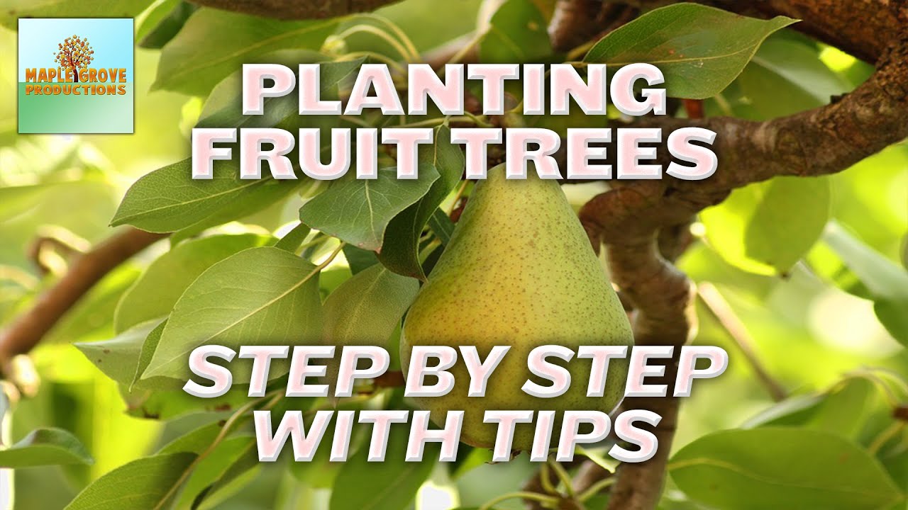 Bare Root FRUIT TREE Planting & Winterizing [APPLE & PEAR] | Homesteading for Beginners #2